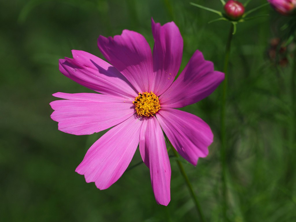 Cosmos bipinnatus bloom: magenta petals around a golden center against a soft green backdrop