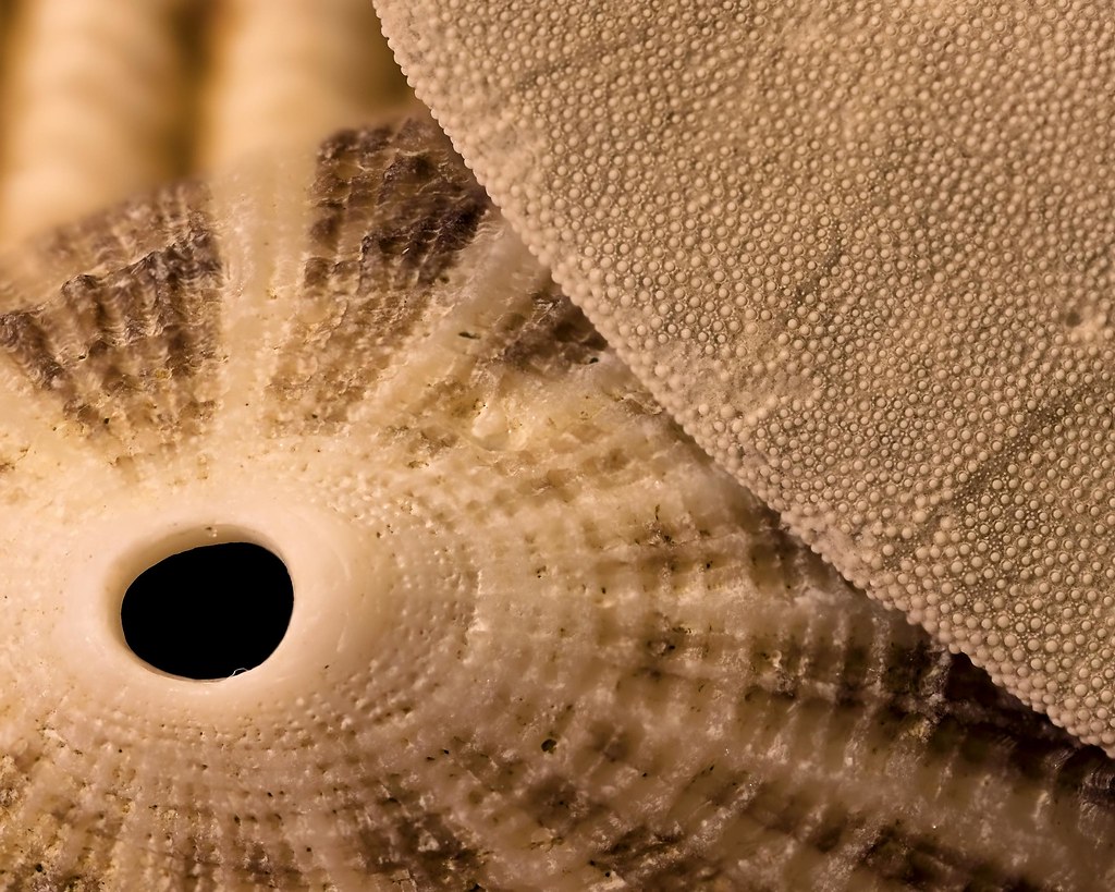 Limpet and Sand Dollar | Mementos from Oregon Coast. Amazing… | Flickr