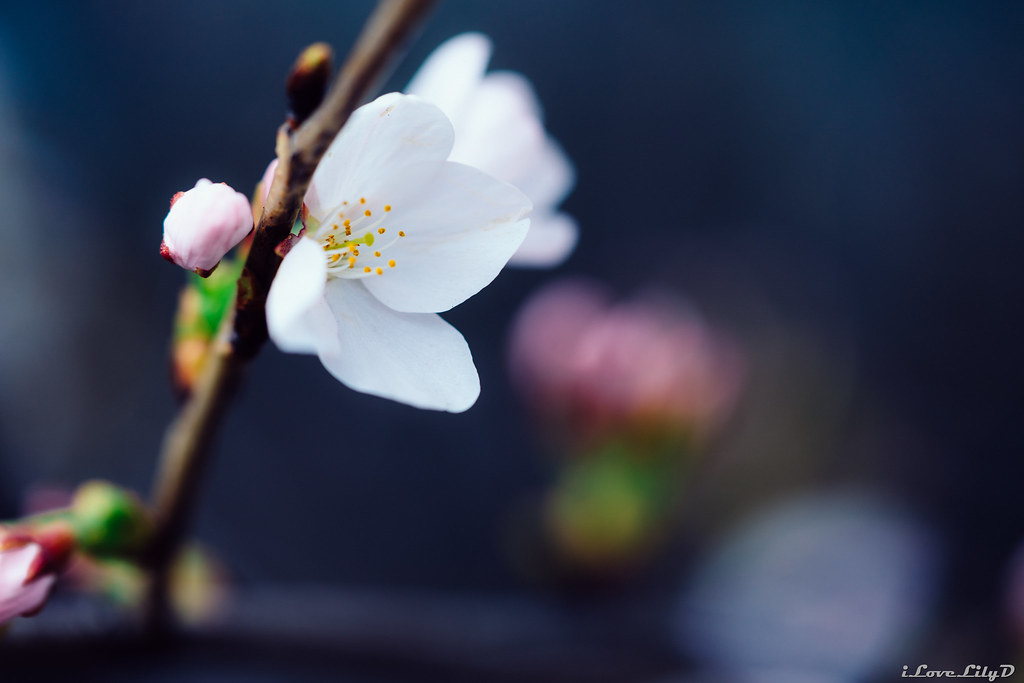 Macro close-up of a white blossom on a slender branch with creamy bokeh