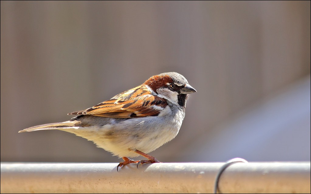 First Light on a Male House Sparrow Perched on a Weathered Rail