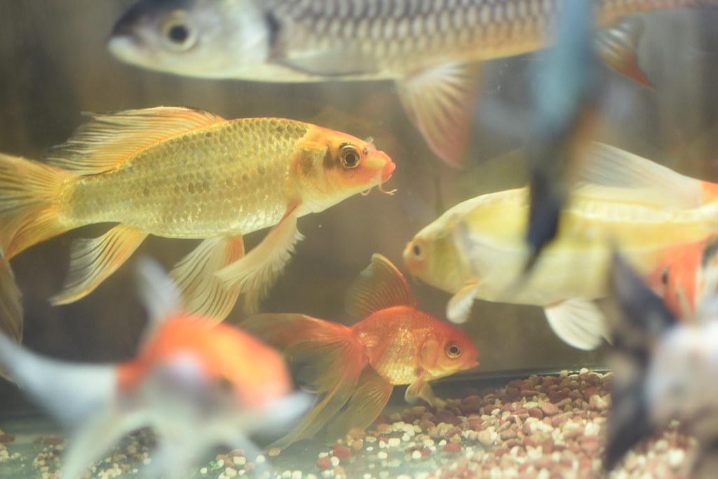 my fishes kuwait | Flickr
