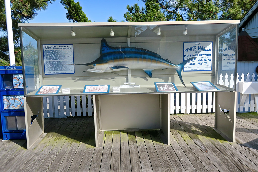 White Marlin, Ocean City, MD | A stuffed white marlin on dis… | Flickr