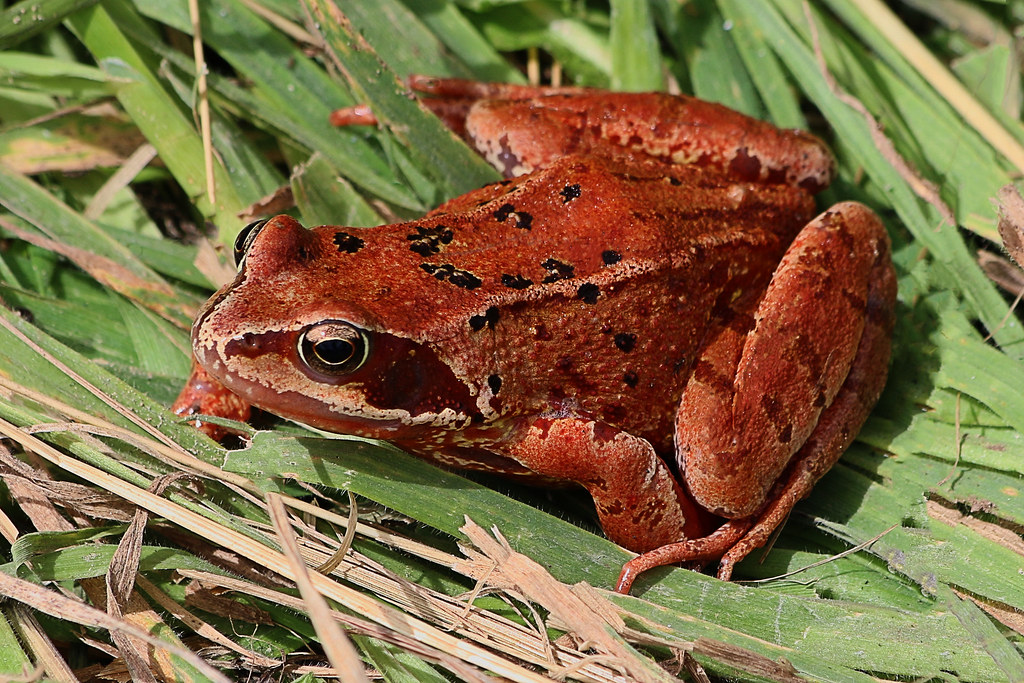 Red-brown frog with black spots resting on green grass blades