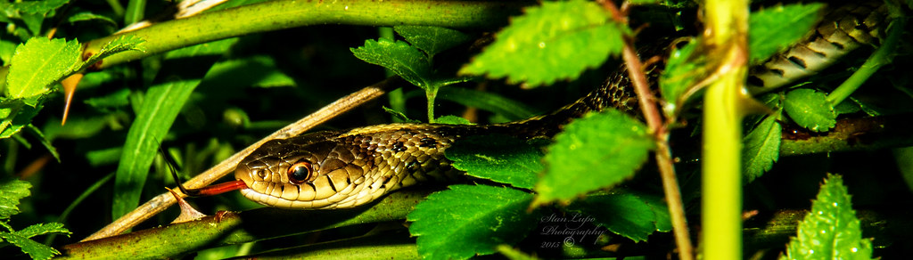 The Serpent's Tongue: Close-Up Portrait of a Snake in Dense Greenery