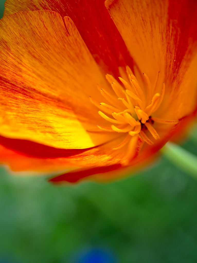 Macro close-up of an orange poppy bloom: textured petals and bright yellow stamens