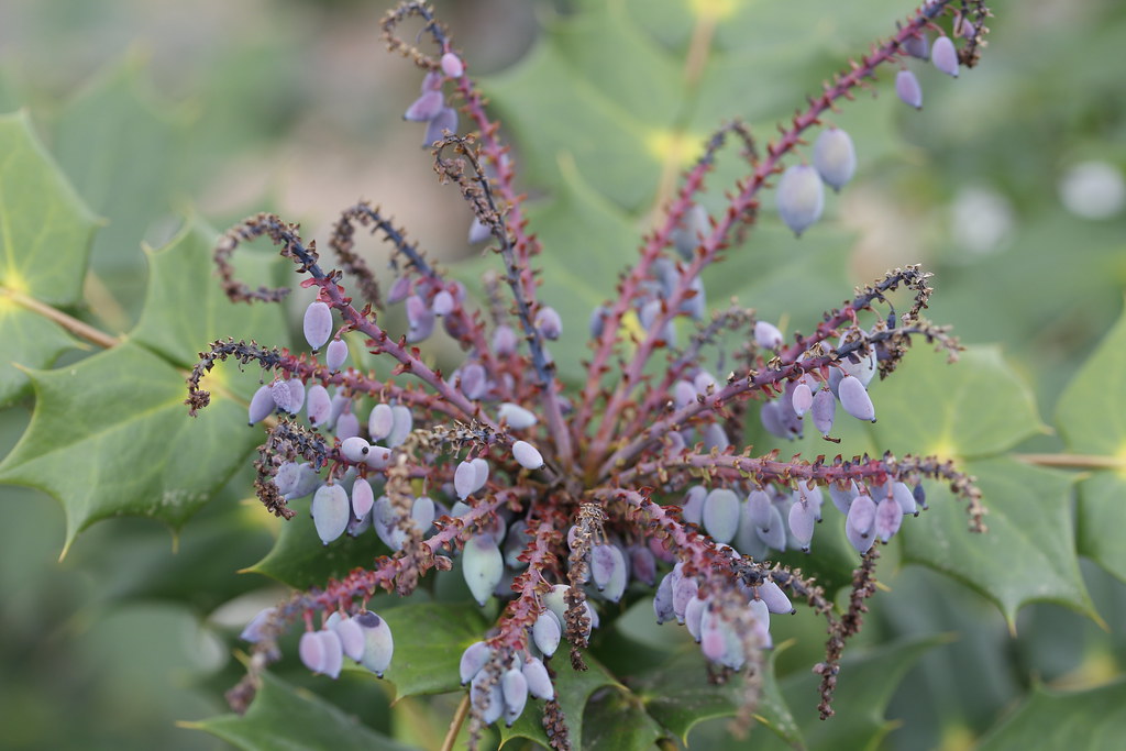 Nature Walk Series: Close-Up of Holly with Bluish-Purple Berries among Spiny Evergreen Leaves, Middle Tennessee
