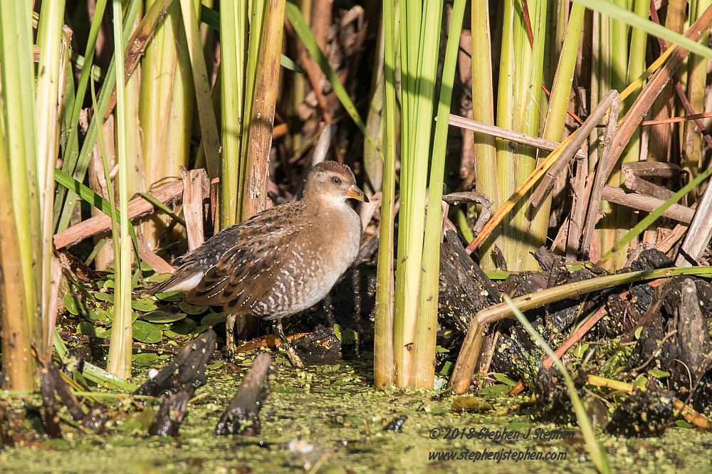 Juvenile Sora | My first clean image of a Sora Rail. I would… | Flickr