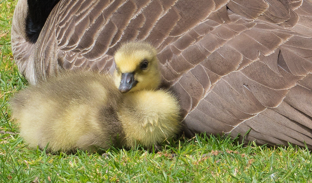 Baby Goose | Spring is in the air - baby goose with mother g… | Flickr