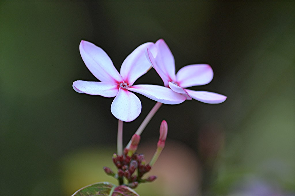 Small Plumeria like shrub is covered in pink and rose pinw… | Flickr